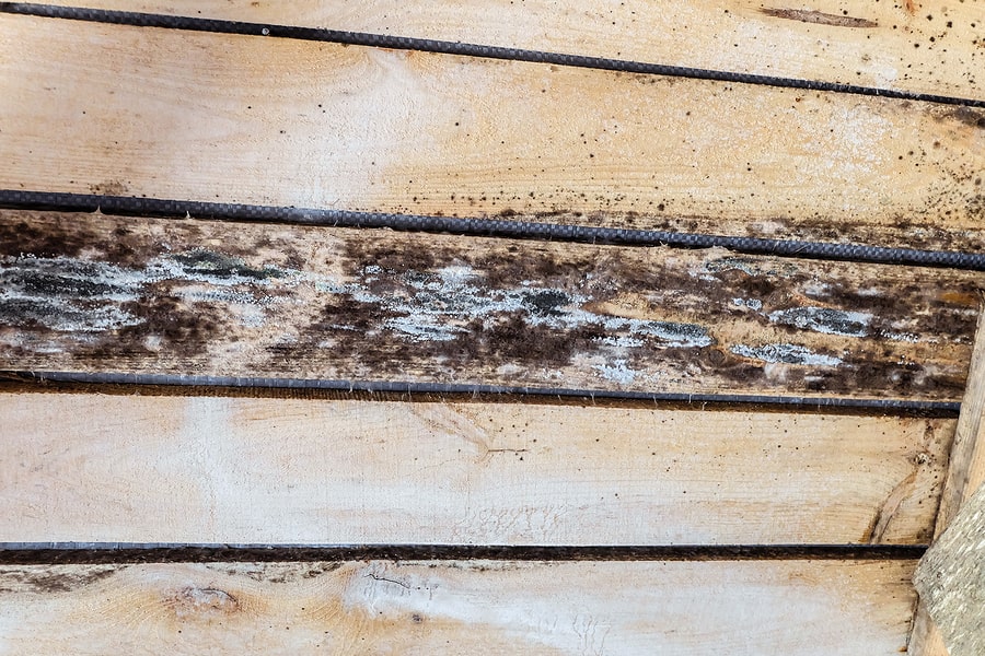 How to Prevent Your Roof from Rotting (The Dangers of Roof Rot)